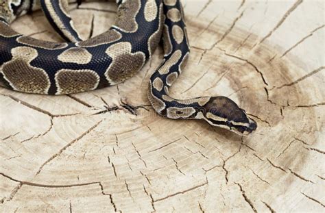 Royal Python With Skull Stock Image Image Of Wildlife 29252889