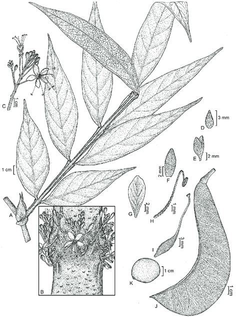 Humboldtia Bourdillonii Prain A Leaf B Cauline Inflorescence