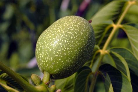 Black Walnut Parasite Cleanse Leaftv