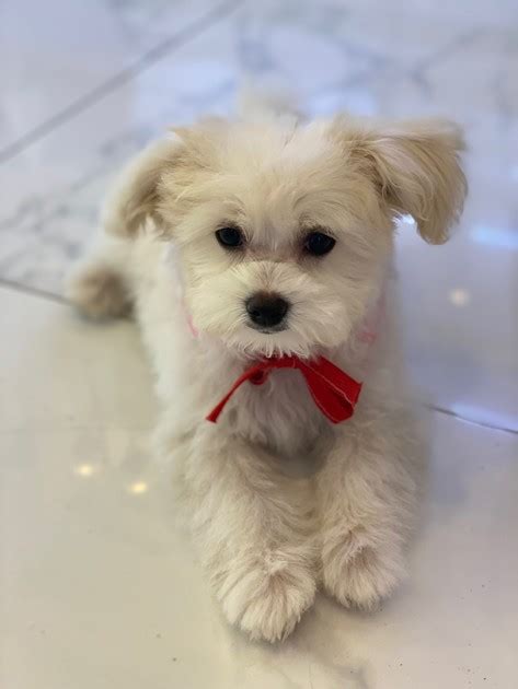 대구강아지무료분양 만촌동강아지무료분양 대구말티푸무료분양 만촌동말티푸무료분양 대구 2021 0323 말티푸 가을 책임분양 강아지무료분양 고양이무료분양 도그마루 보호소