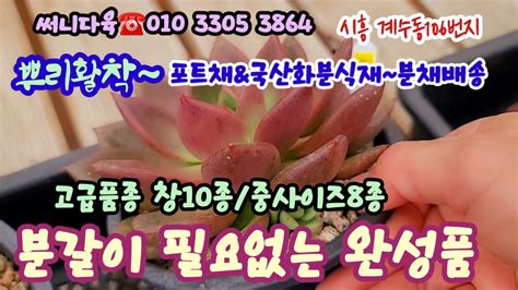 흙갈이 해서 뿌리까지 내린 완성품 플분채 또는 국산수제분에 식재된 화분채배송구성품 한두개는 교체가능 발아촉진제300m 참