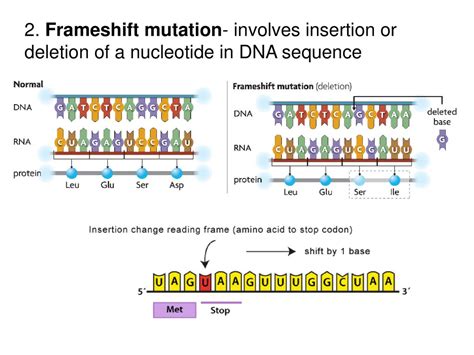 unit 5 protein synthesis ppt download