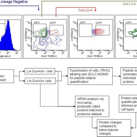 Ls K Cells And The Ls K Cells Progeny Examined Using Mass Spectrometry