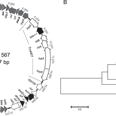 A Structure Of Plasmid Pbk31567 Open Reading Frames Orfs Are