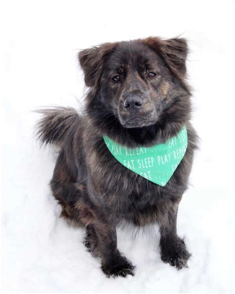 Chow Chow Mixes 28 Different Chow Hybrids With Pictures