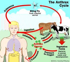 Anthrax Physiopedia