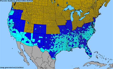 Dallisgrass Paspalum Dilatatum