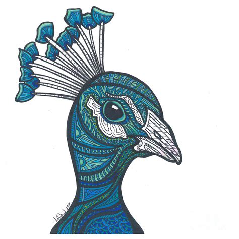 Peacock Bird Drawing At Explore Collection Of