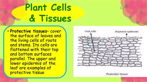 Plant Organs And Metabolic Processes Pptx