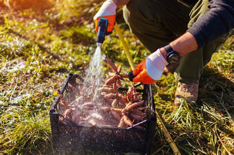 땅을 파고 난 후 달리아 괴경을 씻고 크레이트를 청소하고 겨울 보관을 준비합니다 가을 정원 가꾸기 작업 가을에 대한 스톡 사진