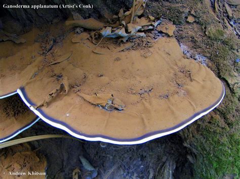 Ganoderma Applanatum Artist S Conk
