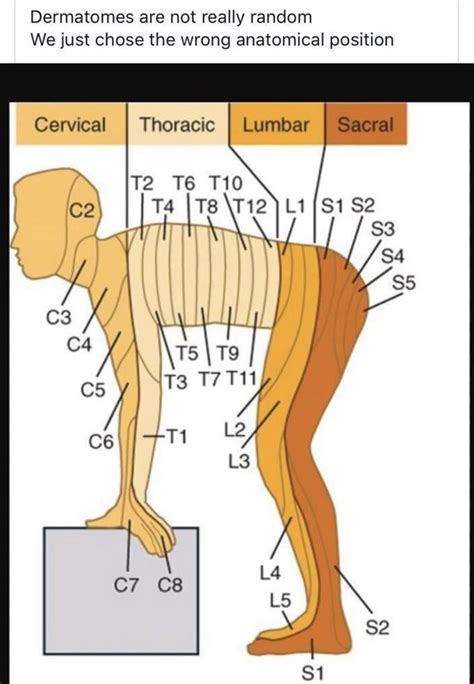 Dermatomes