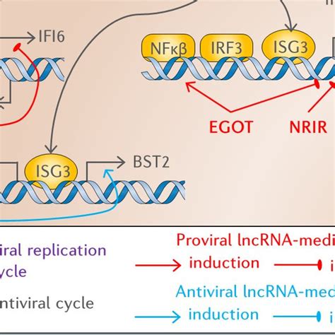 Long Non Coding RNAs LncRNAs Deregulated During The Replication Cycle Download Scientific