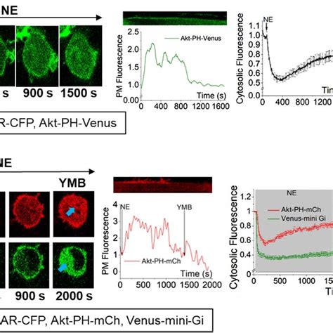 Pip3 Generation Upon Localized Gpcr G Protein Activation Is Download Scientific Diagram