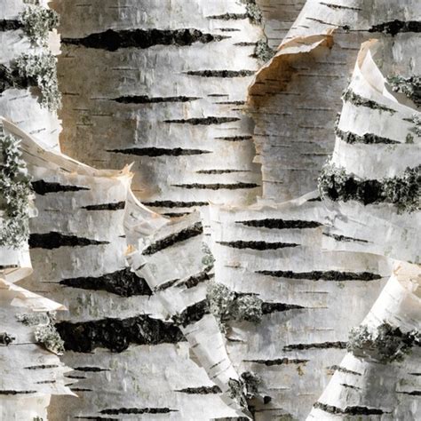Free Birch Bark Layers Image Birch Bark Texture Download At Stockcake