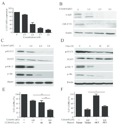 celastrol regulates the expression of the c kit aml eto oncoproteins