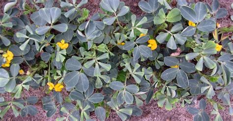 Common Weed Problems Ranked By State Specialists