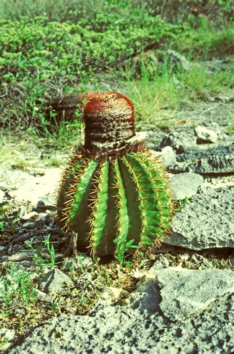 Back Plant Of Melocactus Intortus