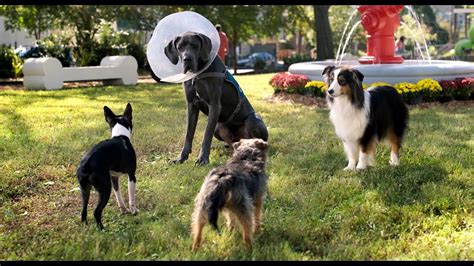 Strays Movie Clip Bug And Reggie At The Park One News Page Video