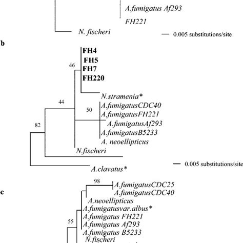 Ml Tree Of Partial Nucleotide Sequences Of The Salt Responsive Gene