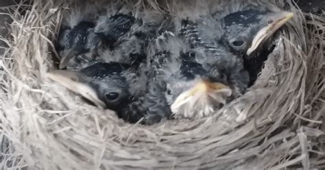 Abandoned Eastern Phoebe Nest Rwildliferehab
