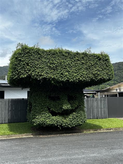 Update Tree With A Face Same Tree Different Face Raustralia