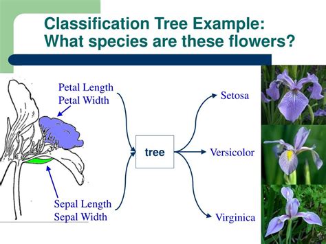 Ppt Tree Based Methods Vandr 91 Powerpoint Presentation Free Download Id476593
