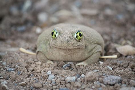 Desert Toad Photograph By Miguel Martinez Fine Art America