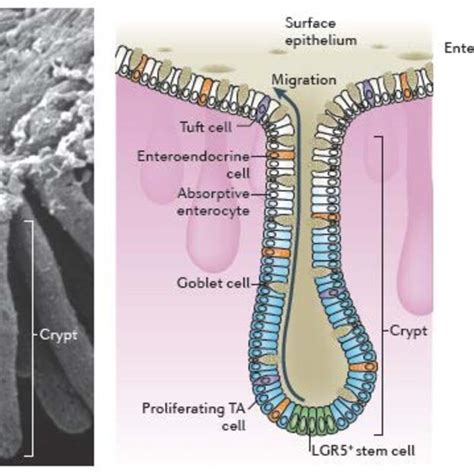 Colonic Crypt Architecture A Electron Microscopy Of A Crypt B
