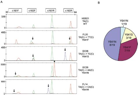 snapshot detection of ezh2 codon 641 mutations a representative