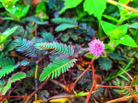Tiny Flower On The Ground Stock Image Image Of Ground 341128491