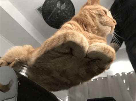 Cat Under Glass Table