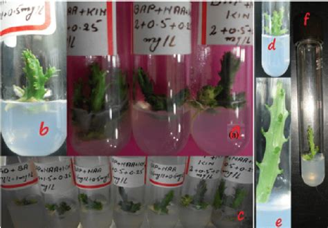 Different Stages Of Multiple Shoot Formation Of Medium Containing Bap Download Scientific