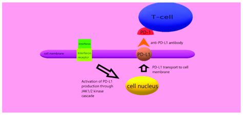 Effect Of Anti Pd L1 Antibody Download Scientific Diagram