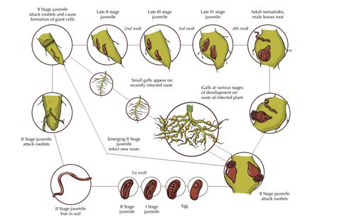 Root Knot Nematode Control Ornamentals Anz