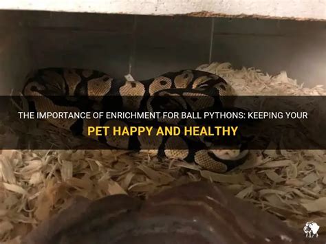 The Importance Of Enrichment For Ball Pythons Keeping Your Pet Happy