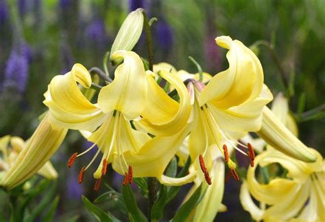 Lily Lilium Caress In The Lilies Database