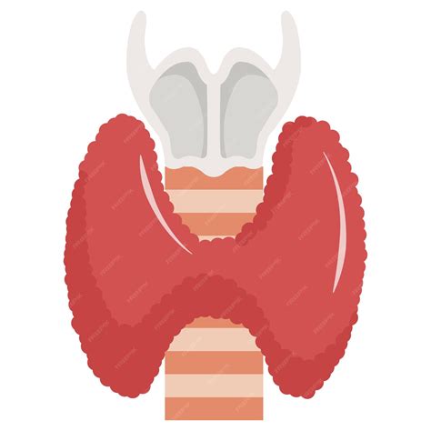 Thyroid Gland Vector Premium Vector