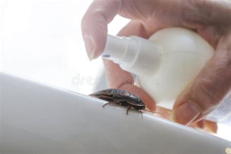 Pest Control Spraying Pesticide On A Big Cockroach On The White