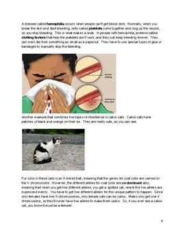 Sex Linked Inheritance Reading And Text Dependent Questions TpT