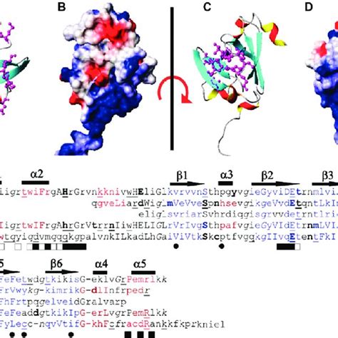 Proposed Structure Of The P4 Helix In B Subtilis Rnase P Rna With Download Scientific Diagram
