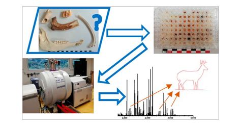 Isabelle Fabrizi On Linkedin Robust High Throughput Proteomics Identification And Deamidation…