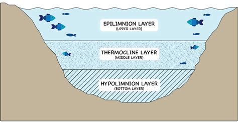Dissolved Oxygen At Different Temperatures At Lawrence Henry Blog