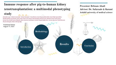 Immune response after pig-to-human kidney xenotransplantation: a ...