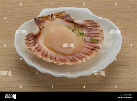 Raw Scallops In The Shell Stock Photo Alamy