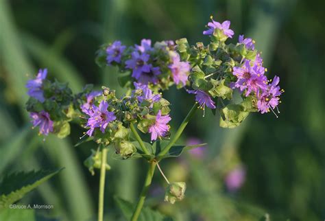 Iowa Wildflower Wednesday Wild Four Oclock Bleeding Heartland