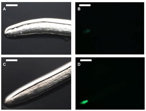 Plant Growth Promoting Rhizobacteria And Root System Functioning