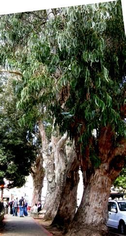 The Importance Of Eucalyptus Mount Sutro Forest That Was