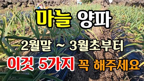 마늘 양파 2월말~3월초부터 해야할일 5가지 마늘 추비웃거름방법 병해충 이렇게 해야 굵은 마늘 수확 마늘농사 Youtube