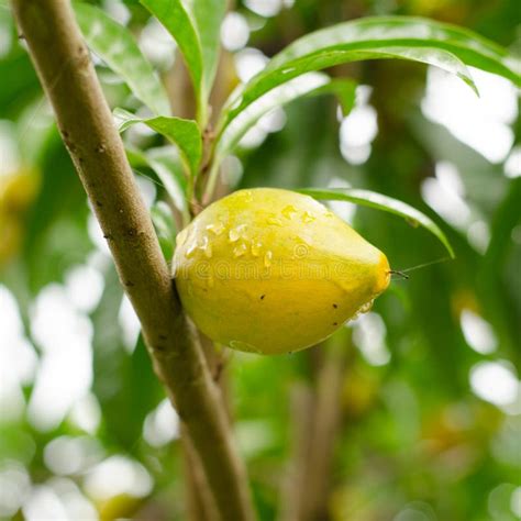 Tiesa Egg Stock Image Image Of Campechiana Tropical 47468727